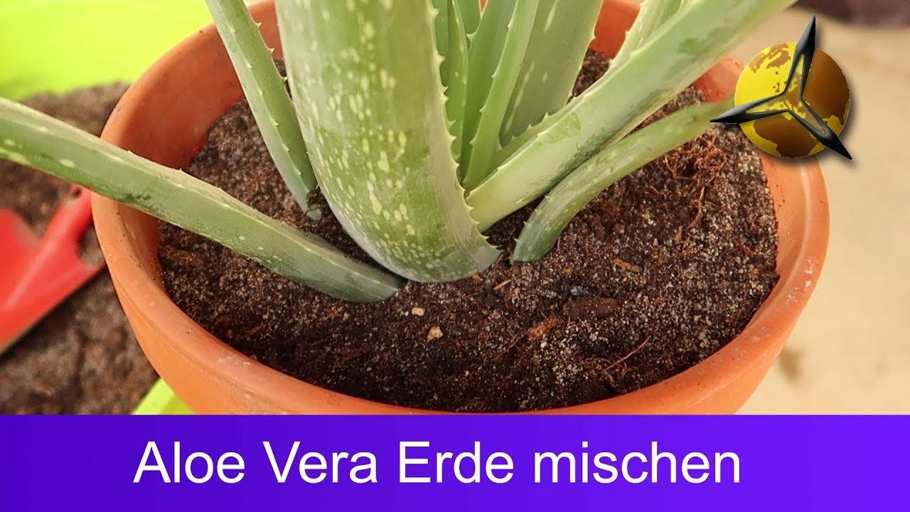 Welche Erde Fur Aloe Vera