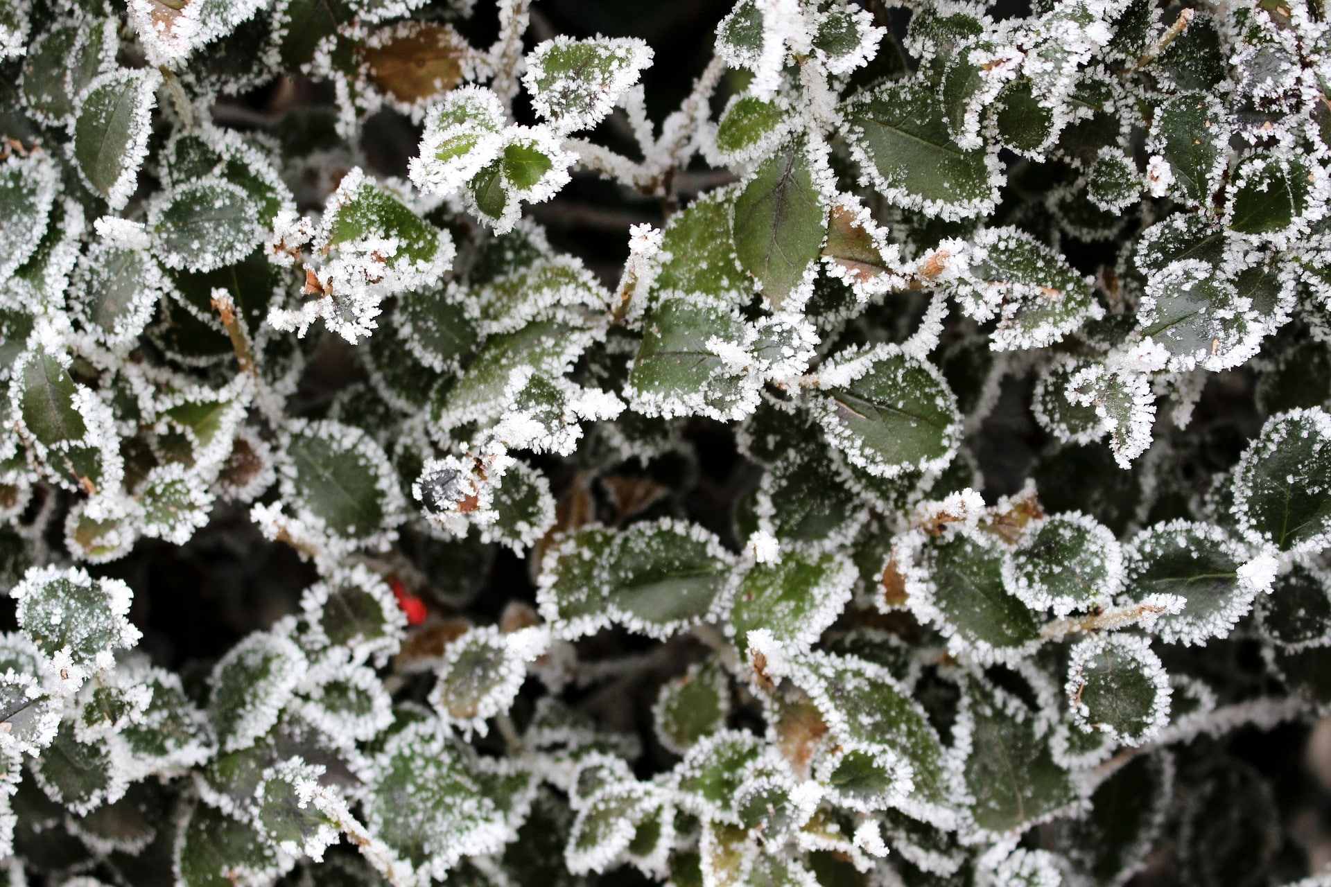 Ligusterhecke Im Winter
