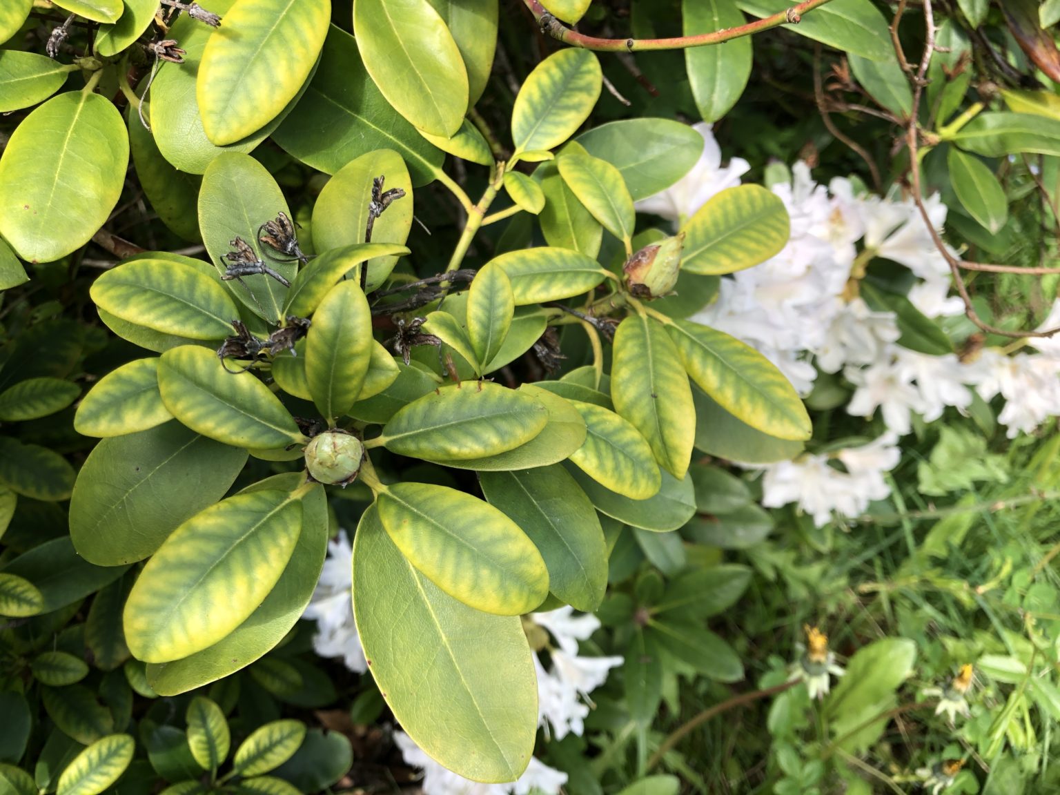 Rhododendron Gelbe Blatter