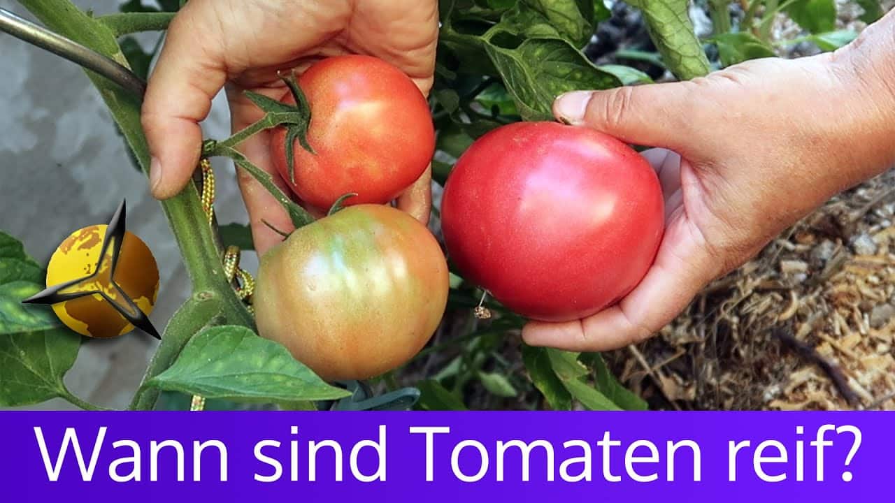 Tomaten Ab Wann Raus