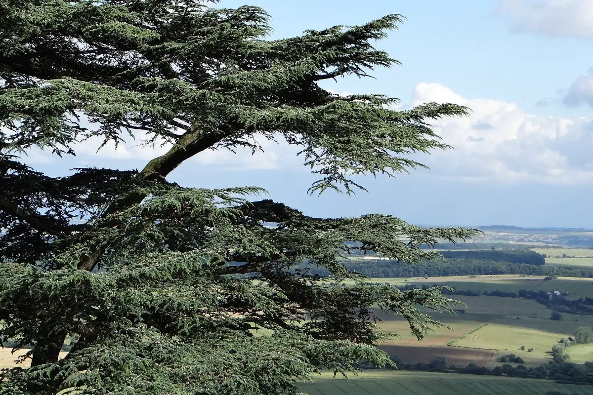 Alte Zeder nahe der Hauswand
